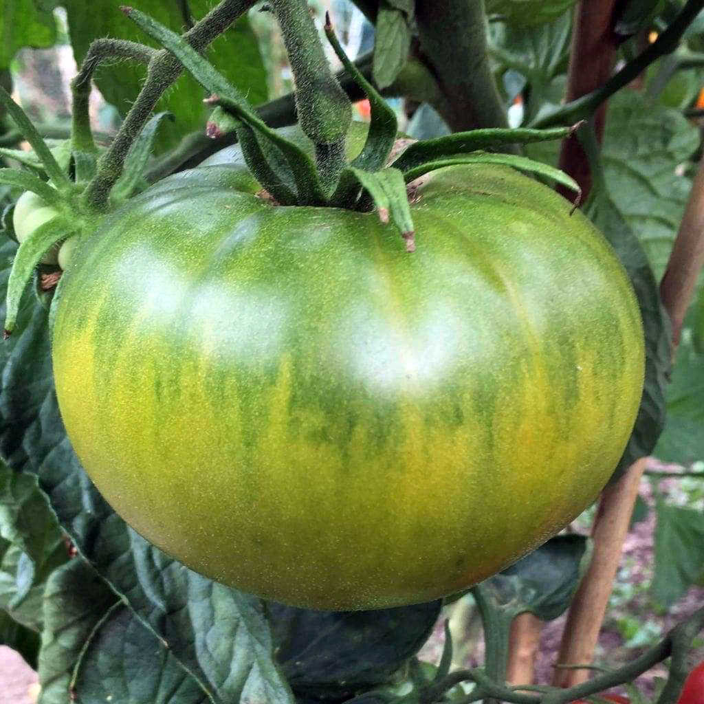Aunt Ruby’s German tomatenzaden