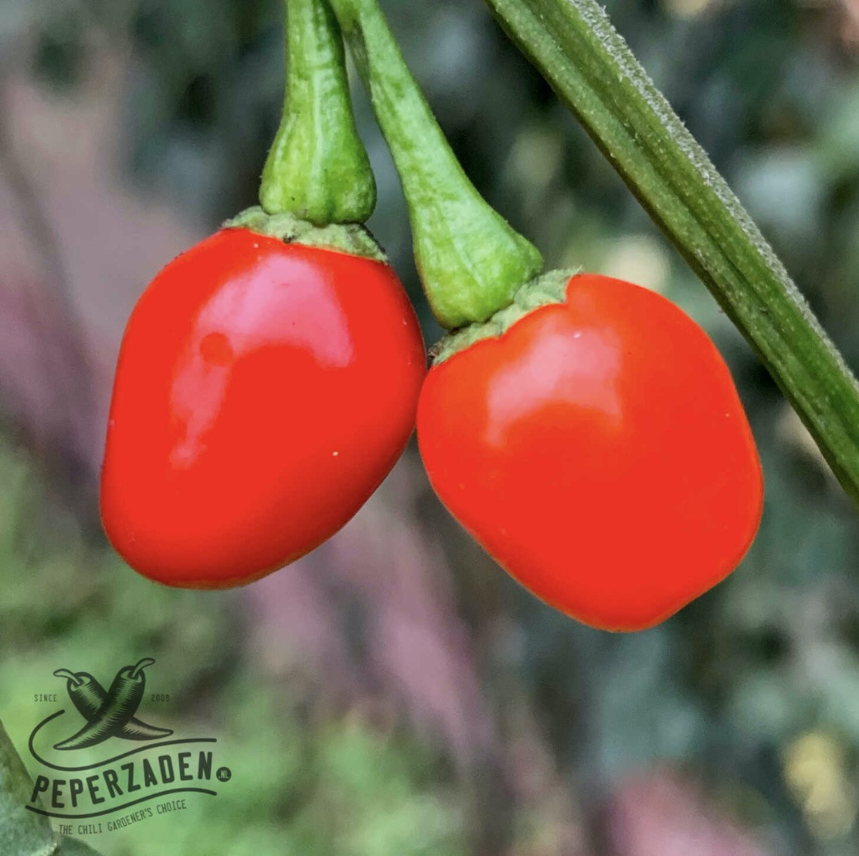 wiri-wiri-chili-seeds