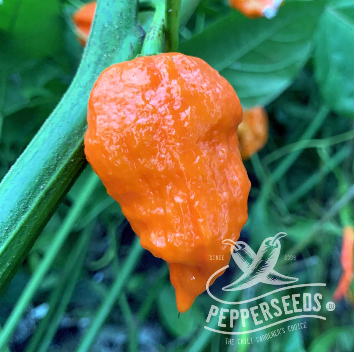 7 Pot Lava Red peperzaden