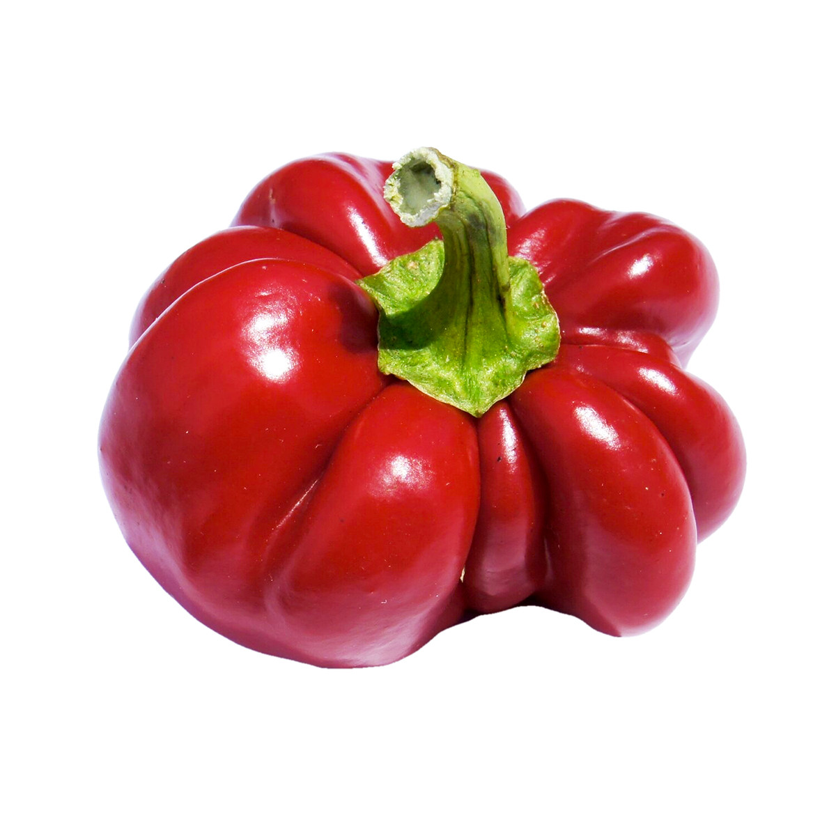 Ralph Thompson's Squash Pepper