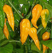 Fatalii Yellow chili seeds