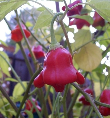Bishop's Crown chili seeds