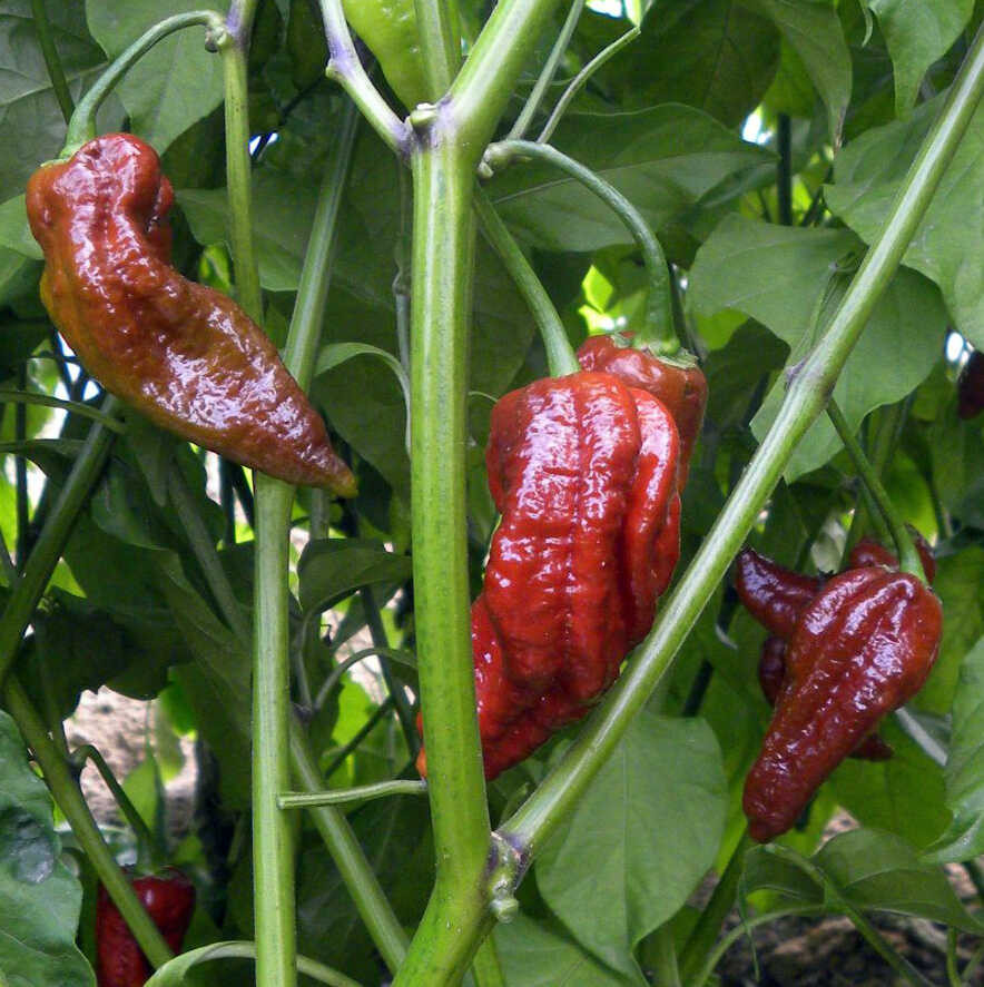 Naga Morich Chocolate chili seeds
