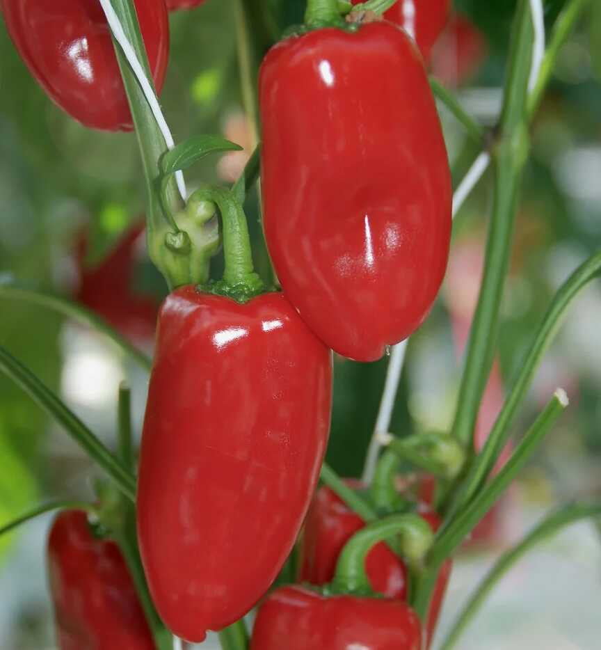Snack Pepper Red paprikazaden