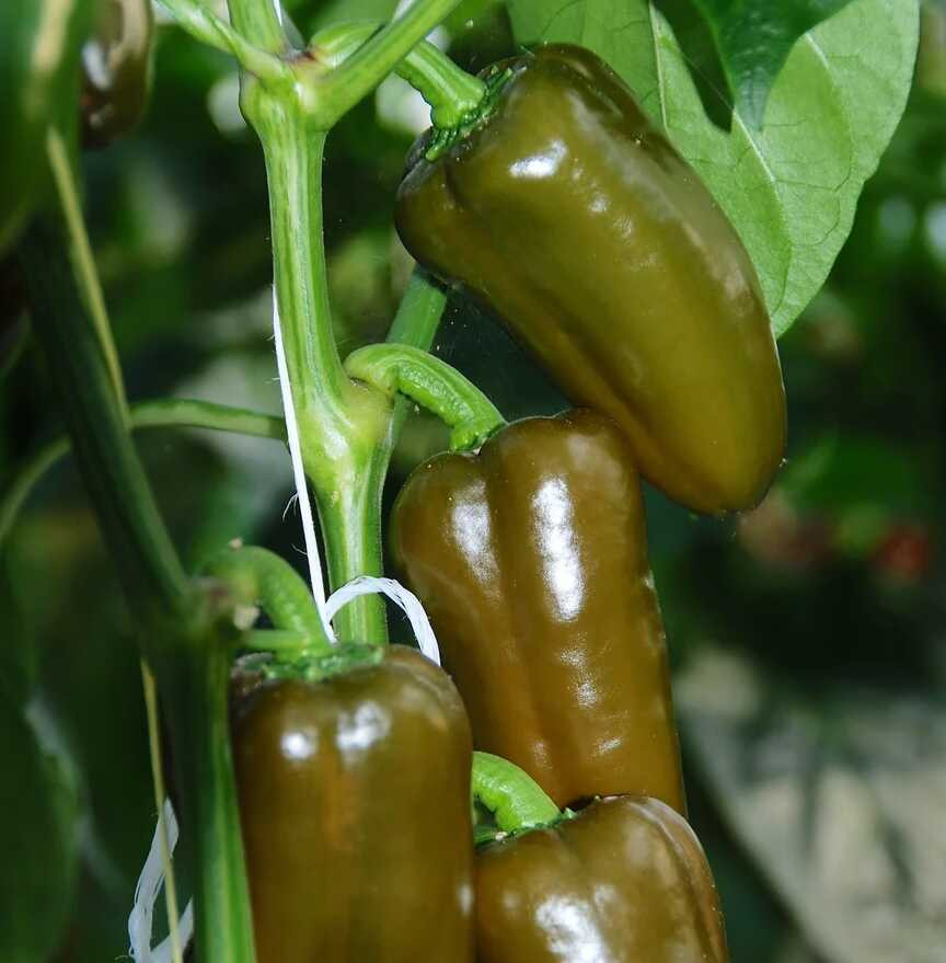 Snack Pepper Green paprika seeds