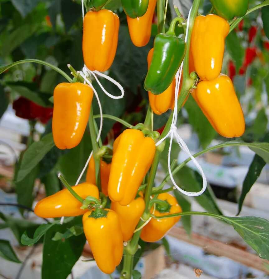 Snack Pepper Yellow paprikazaden