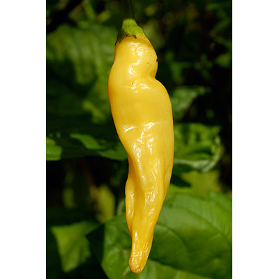 Inca Red Drop peperzaden