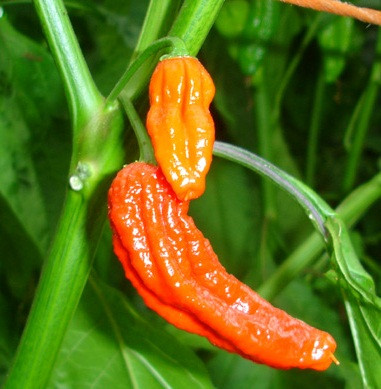 Naga Morich Chocolate chili seeds