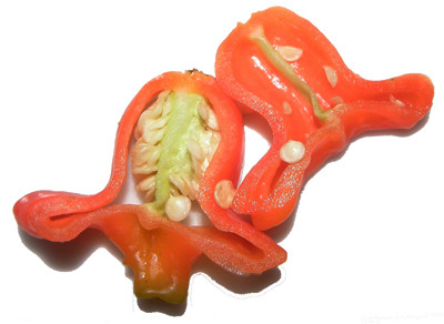 Bishop's Crown chili seeds