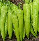 Carliston chili seeds