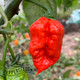 Inca Red Drop peperzaden