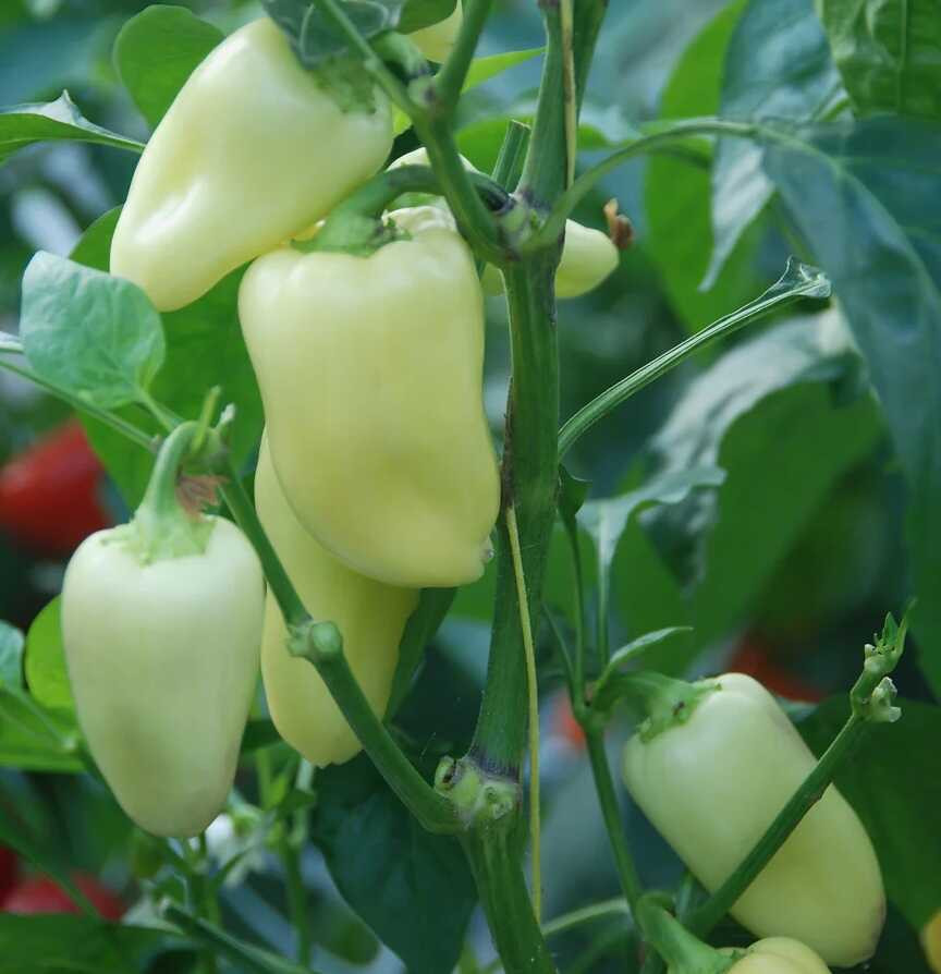 Paprika seeds - Page 1 - Pepperseeds.eu