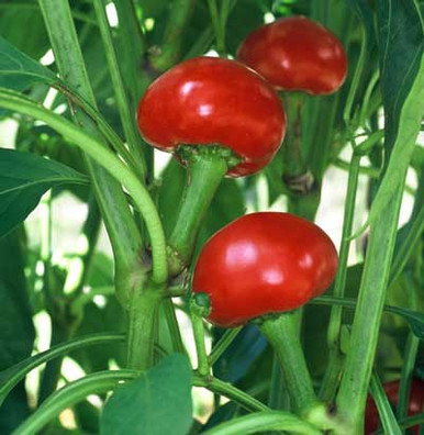 Large Red Cherry chili seeds