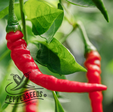Ring of Fire chili seeds