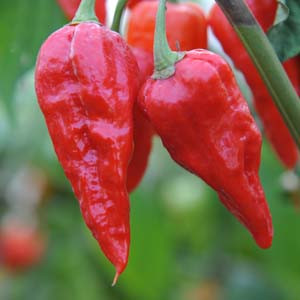 Naga Morich chili seeds