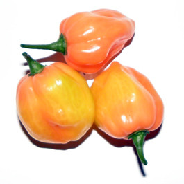 Habanero Burning Bush chili seeds