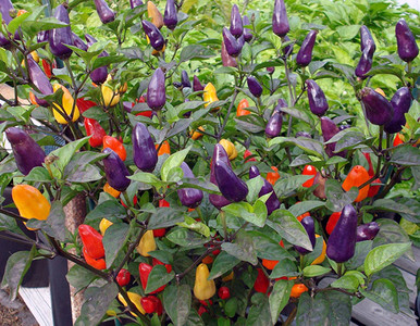 Chinese 5 Color chili seeds