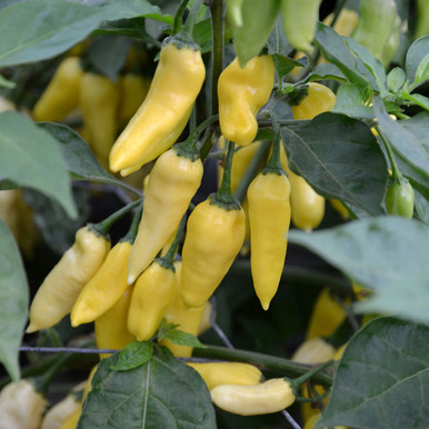 Wraith chili seeds