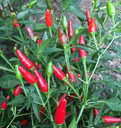 Thai Hot chili seeds