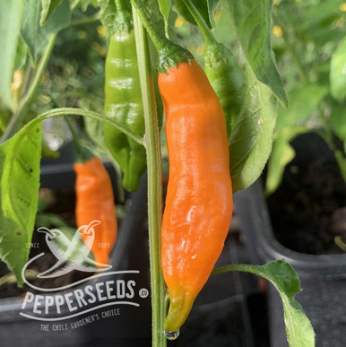 Aji Mango Chili Seeds