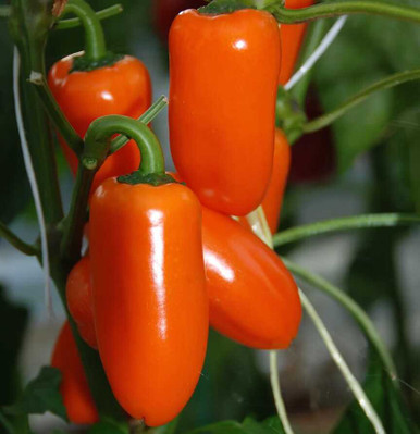 Snack Pepper Orange paprika seeds