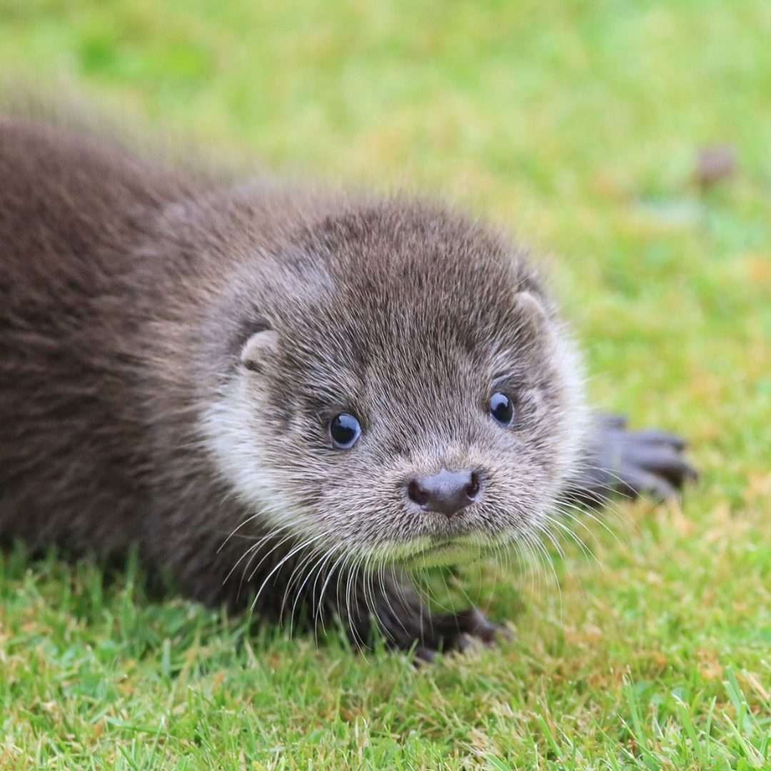 Celebrate World Otter Day with Spotty Otter! - Spotty Otter