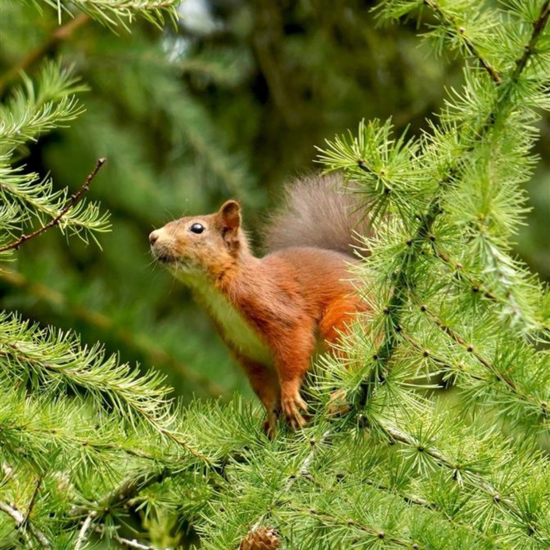 Red Squirrel Awareness Week: Let’s Protect Our Woodland Friends ...