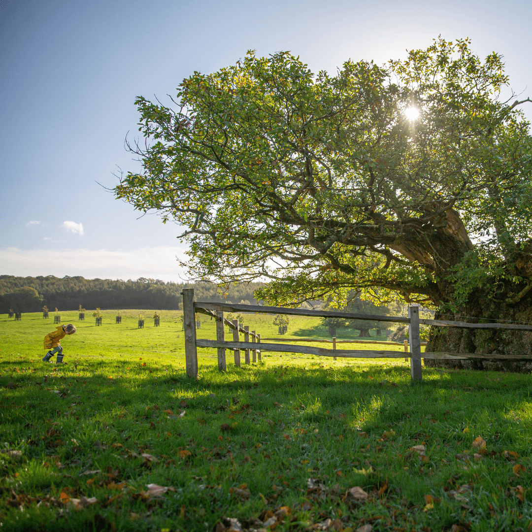 Why do we love trees so much? - Spotty Otter