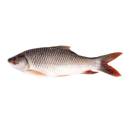 Fresh Fish-Meat-Chicken - Fresh Fish - Page 1 - Panda.qa