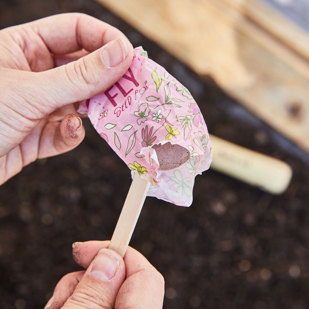 Modern Sprout Butterfly Seed Pop