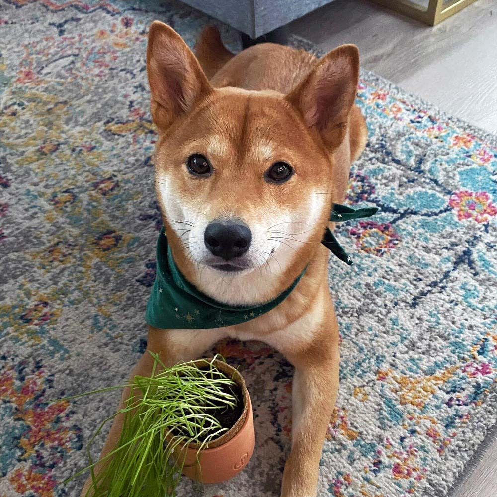 Modern Sprout Good Dog Greens Pet Tiny Terracotta Growing Kit | TYLER'S
