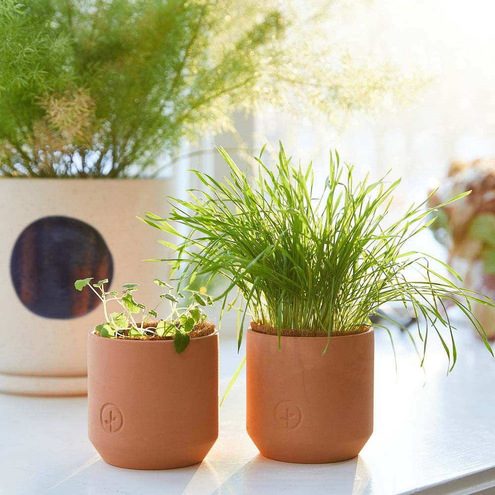 Modern Sprout Good Dog Greens Pet Tiny Terracotta Growing Kit | TYLER'S