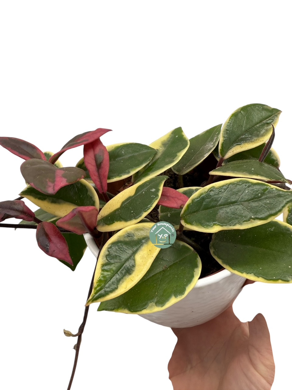 Planta De Ganza