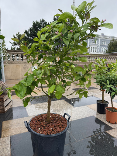 Lemon Tree - Large