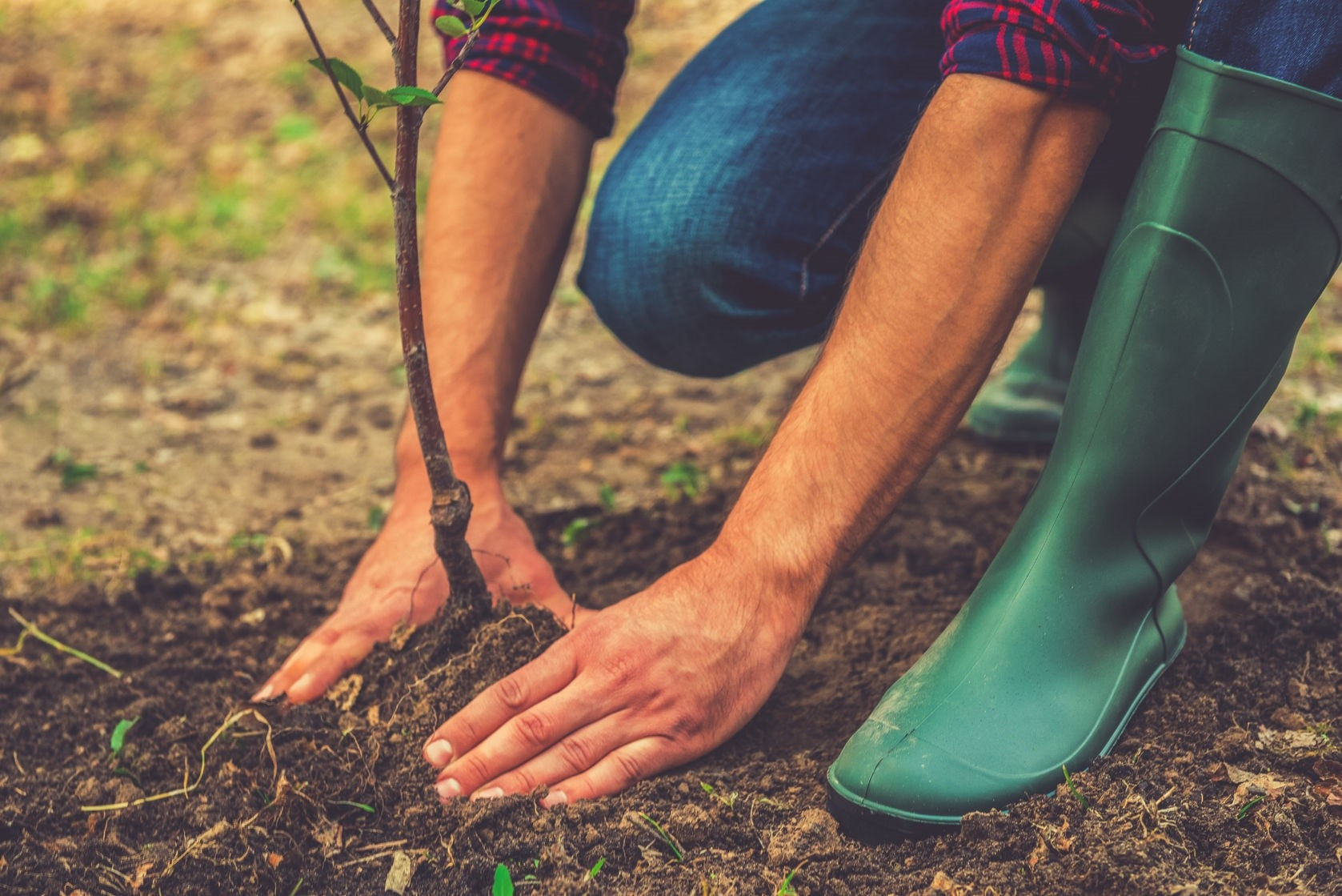 Tree Planting & Maintenance Guide - Twin Oaks Nursery & Supply