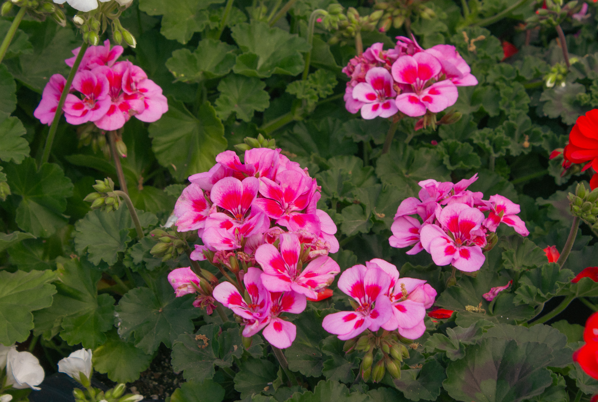 Blooming Geraniums! - Twin Oaks Nursery & Supply