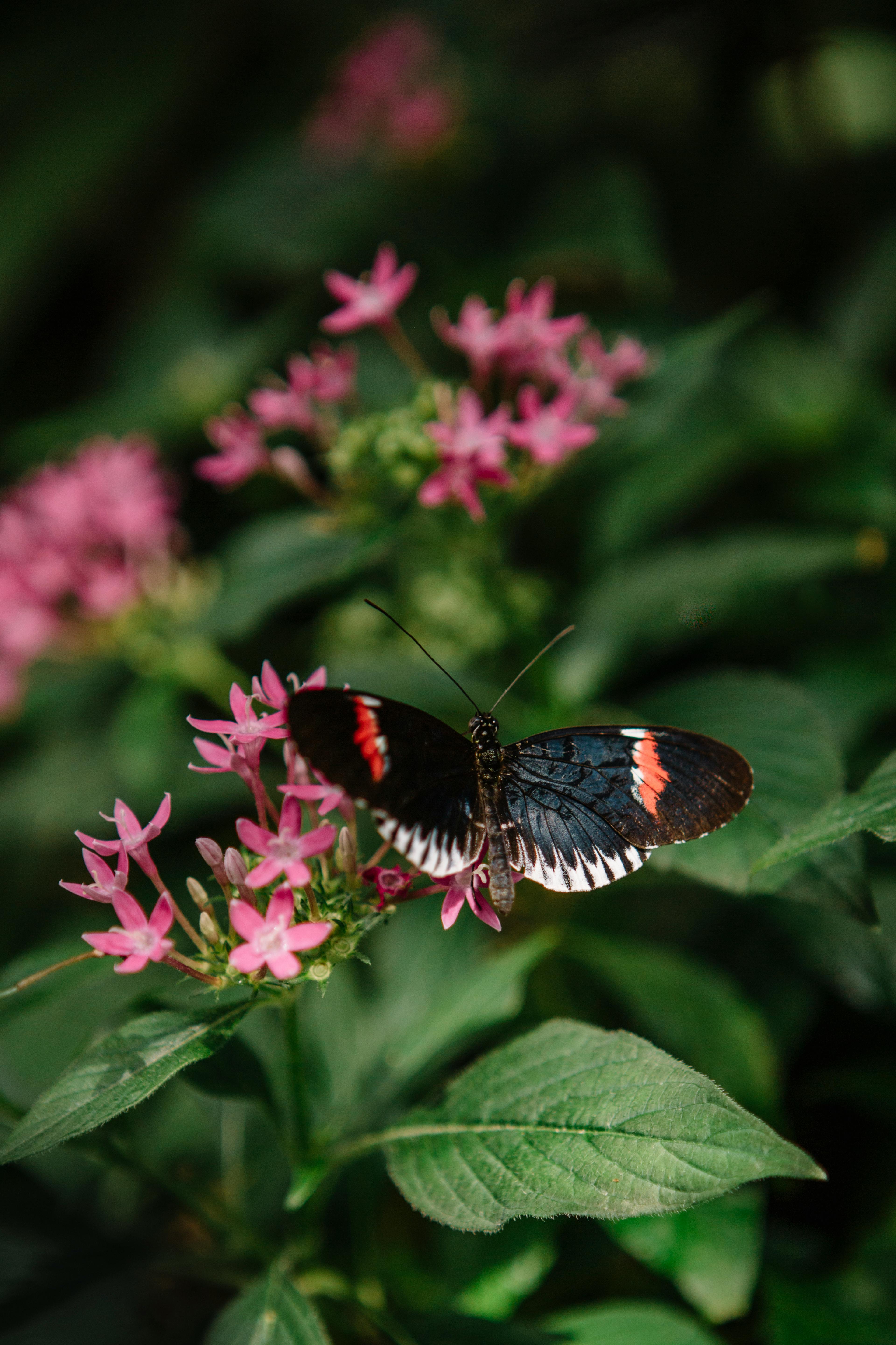 Penta ~ A Butterfly Beacon! - Twin Oaks Nursery & Supply
