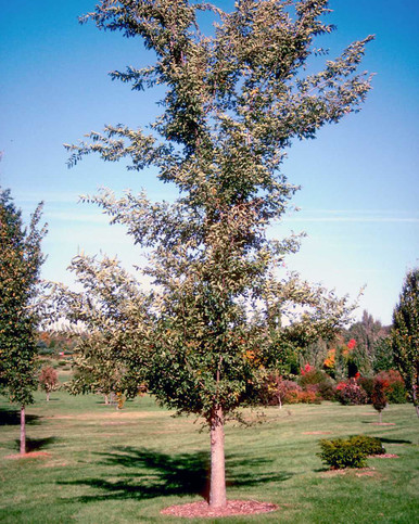 Frontier Elm by at Twin Oaks