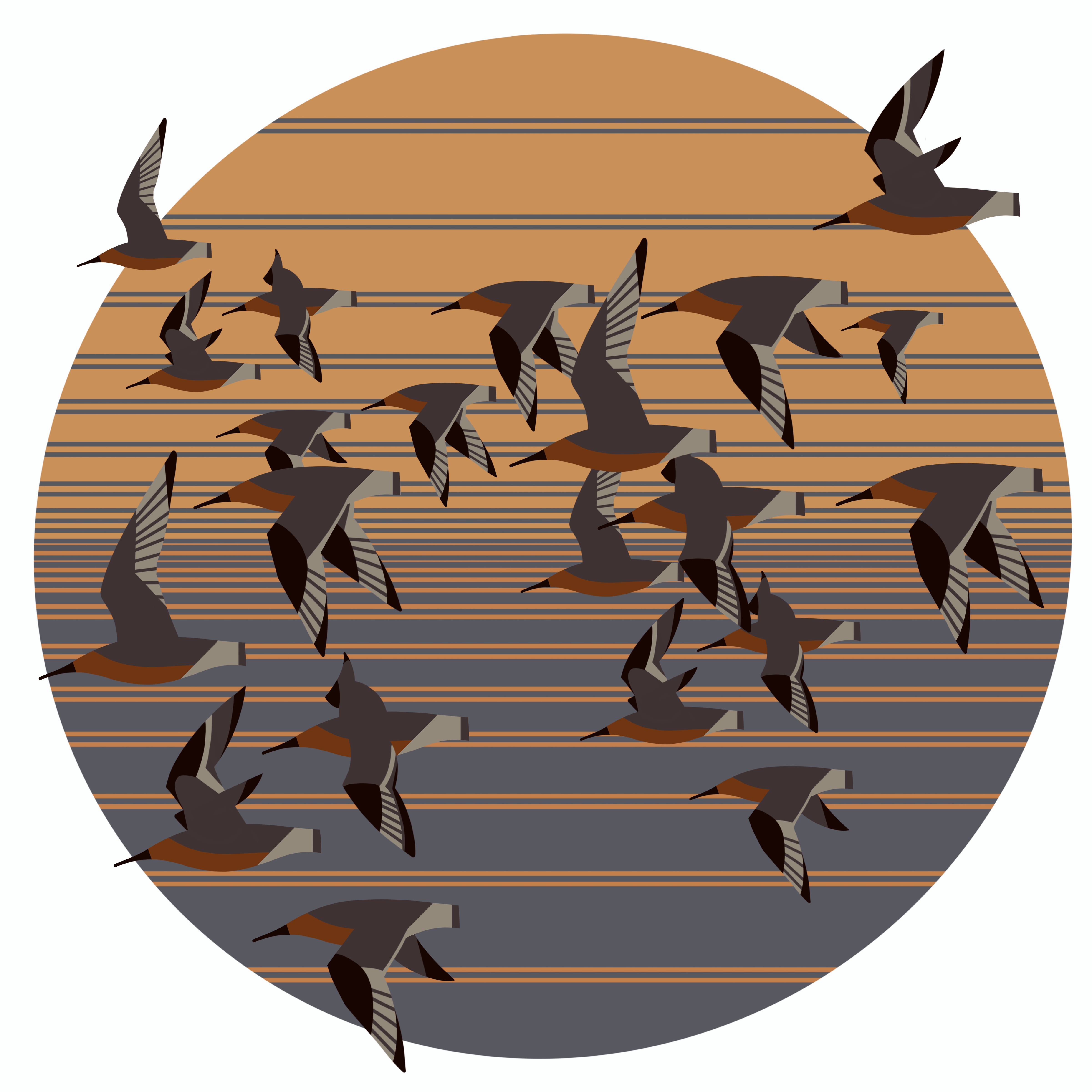 Rufa Red Knot (Calidris canutus rufa)- Federally Threatened Bird ...