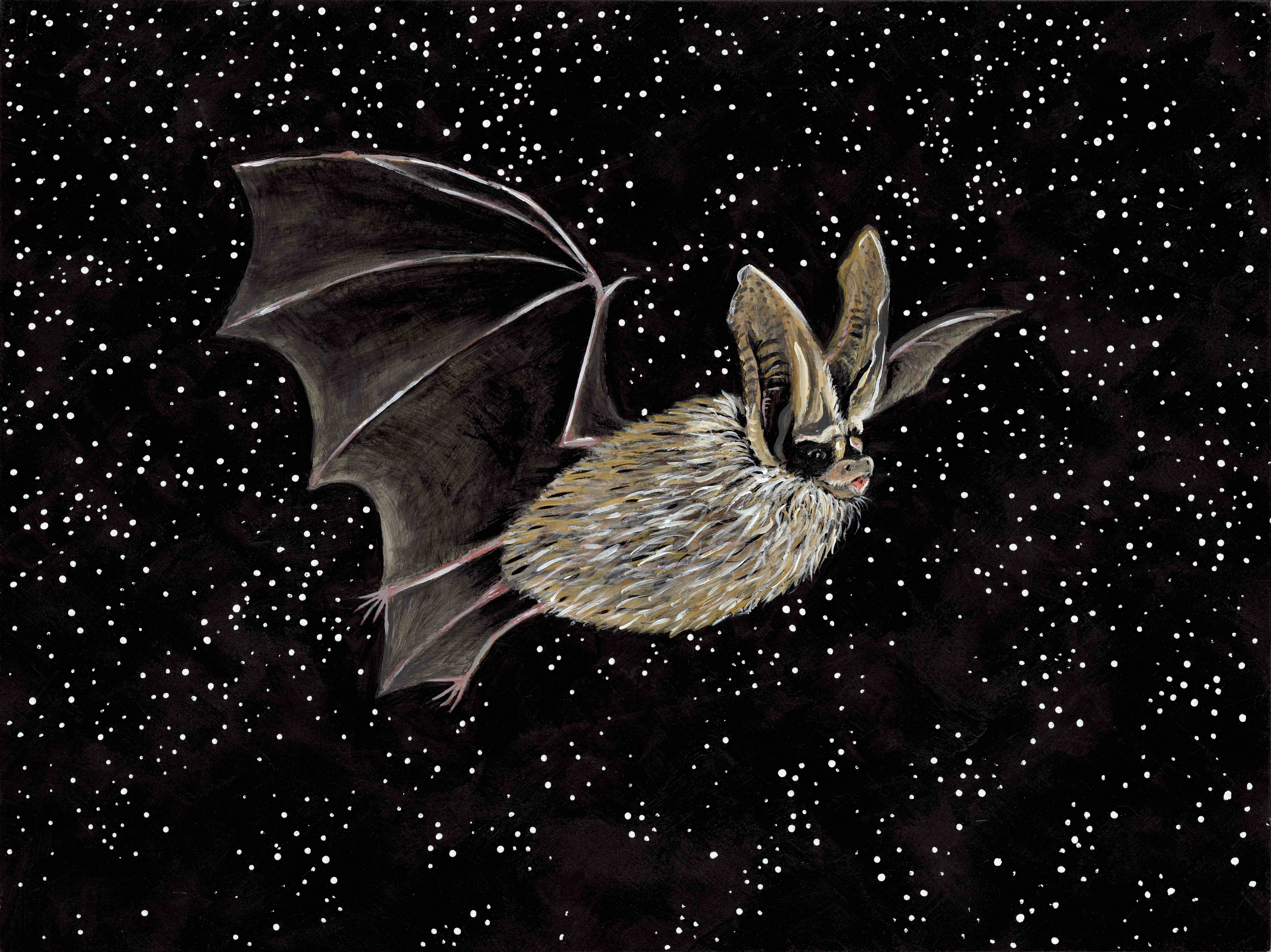 White-nosed syndrome art activism. Meet the Townsend's big-eared bat ...