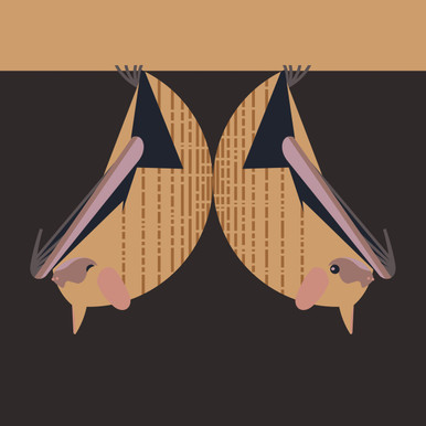 tricolored bat (Perimyotis subflavus) Art