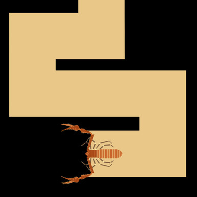 Tooth Cave pseudoscorpion (Tartarocreagris texana) Art