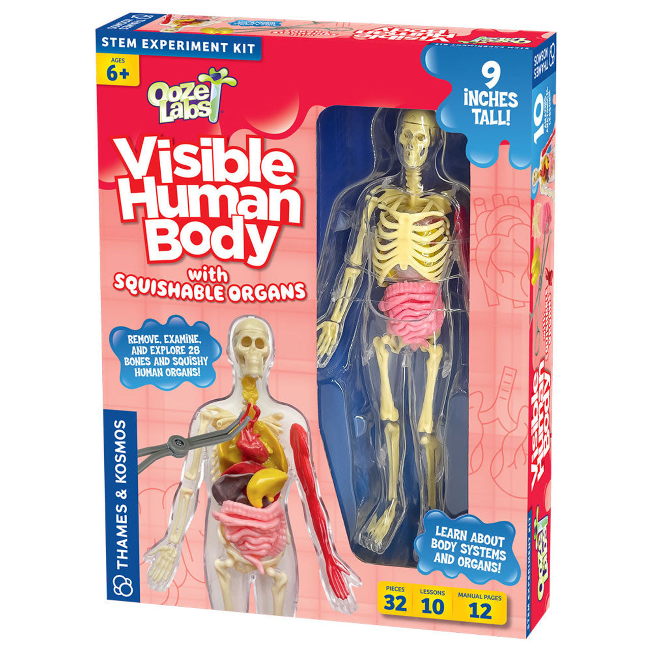 Visible Human Body with Squishable Organs - MACkite