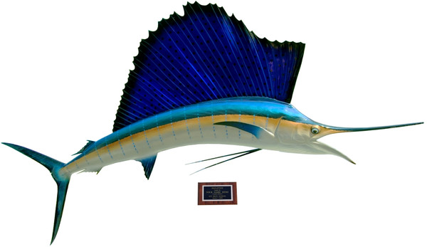 King Sailfish Mounts - Sailfish Mount - Atlantic - 84" - Alltackle.com