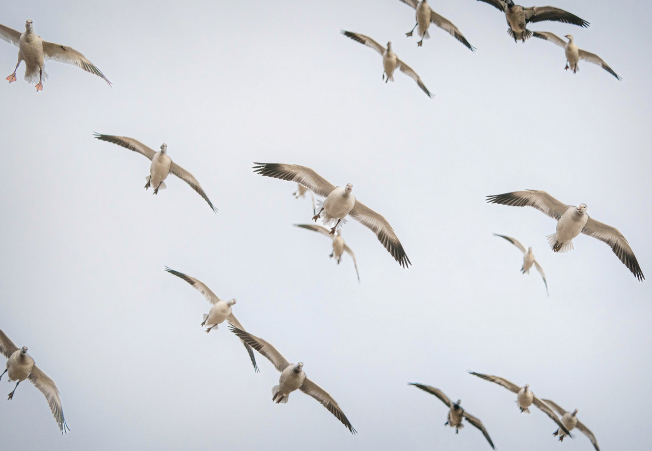 The White Devil E Caller | Lucky Duck Predator Calls