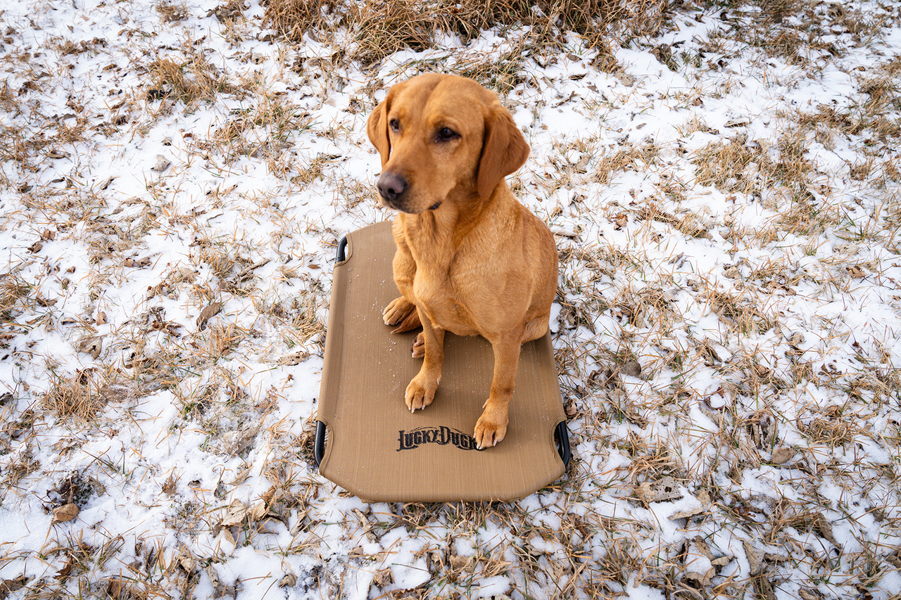 Kennel Cot | Lucky Duck Premium Kennels