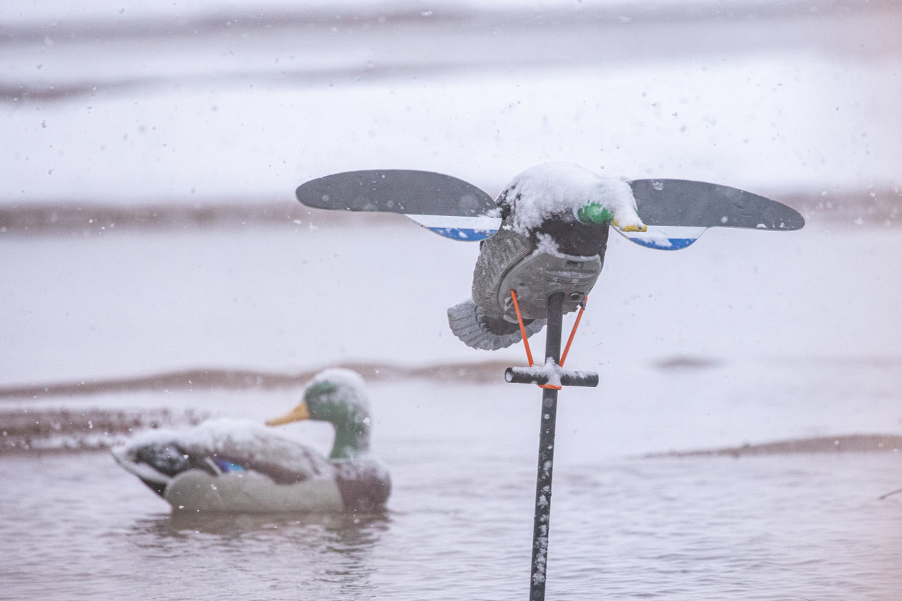 Ducks Landing In Decoys