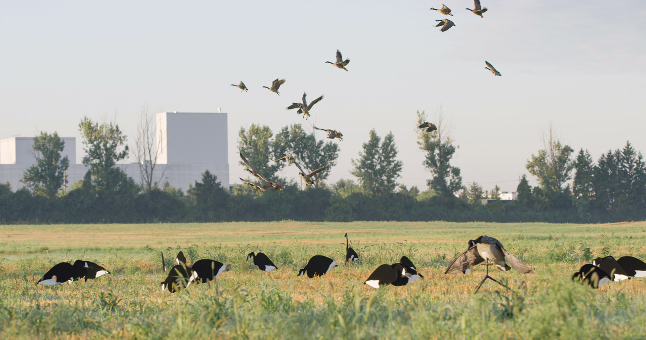 Super Canada Goose Flapper HDi | Lucky Duck Decoys