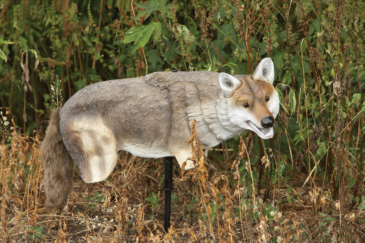 Life Size Coyote Decoy | Lucky Duck Decoys