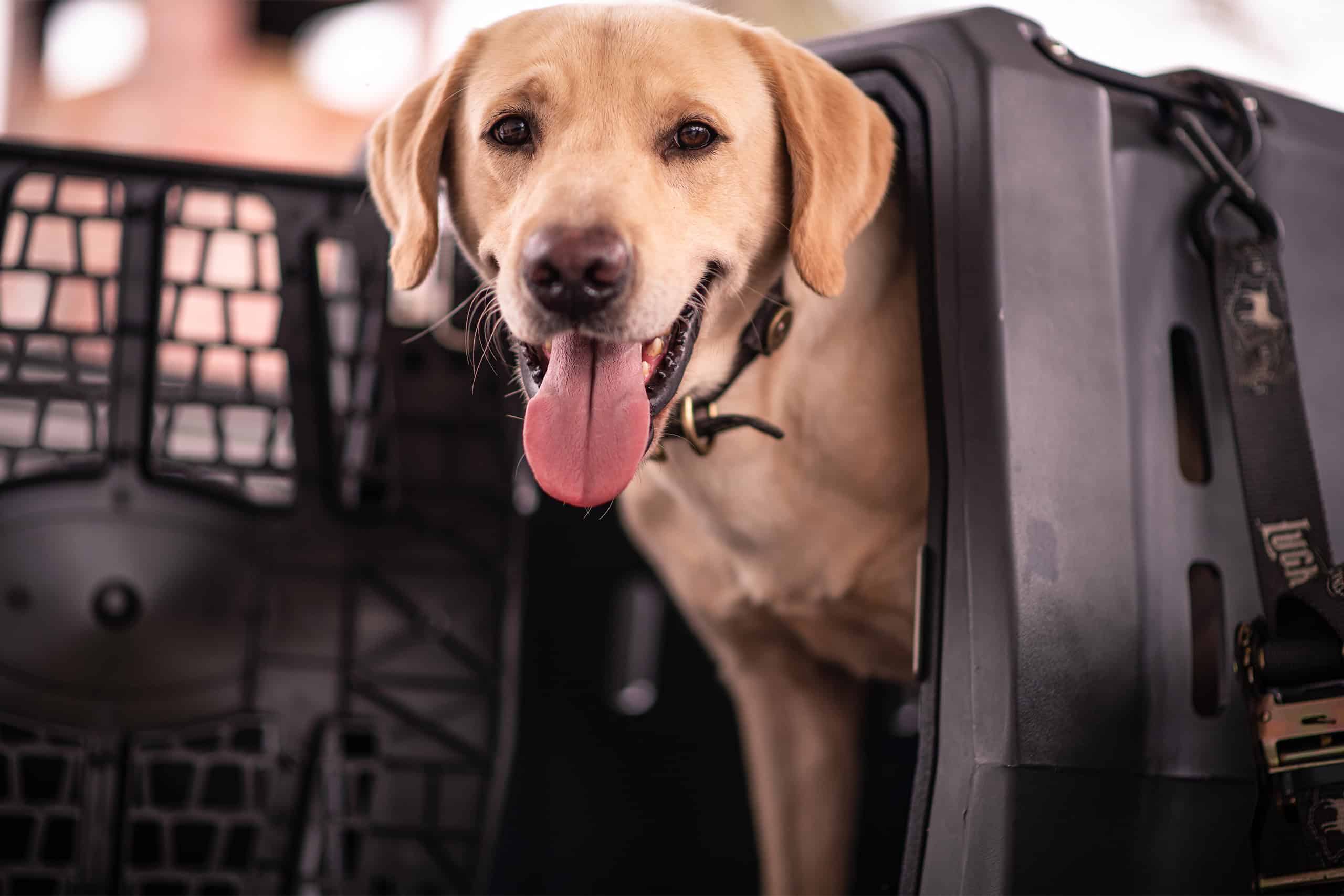 How Do You Keep A Dog Kennel Cool In Summer? - Lucky Duck Decoys